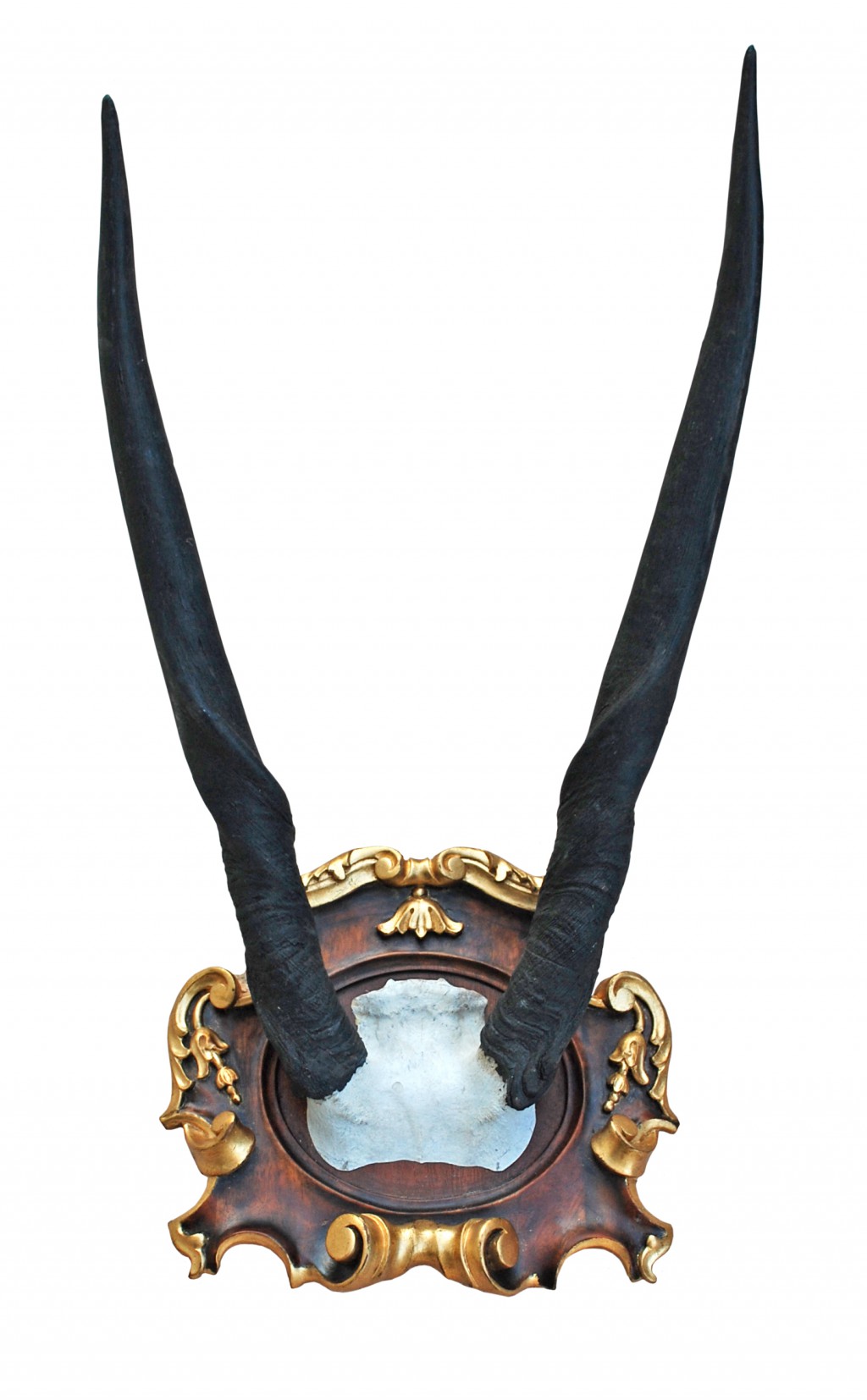 Carved Taxidermy trophy shield base